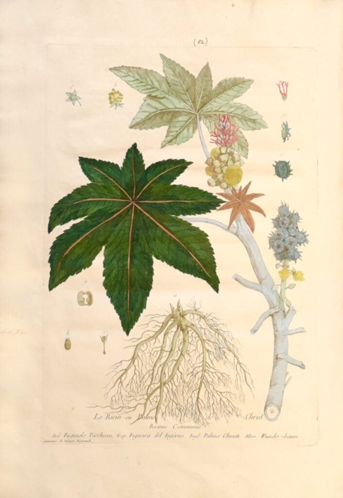 REGNAULT, Nicolas-François et Geneviève. : La Botanique mise a la...