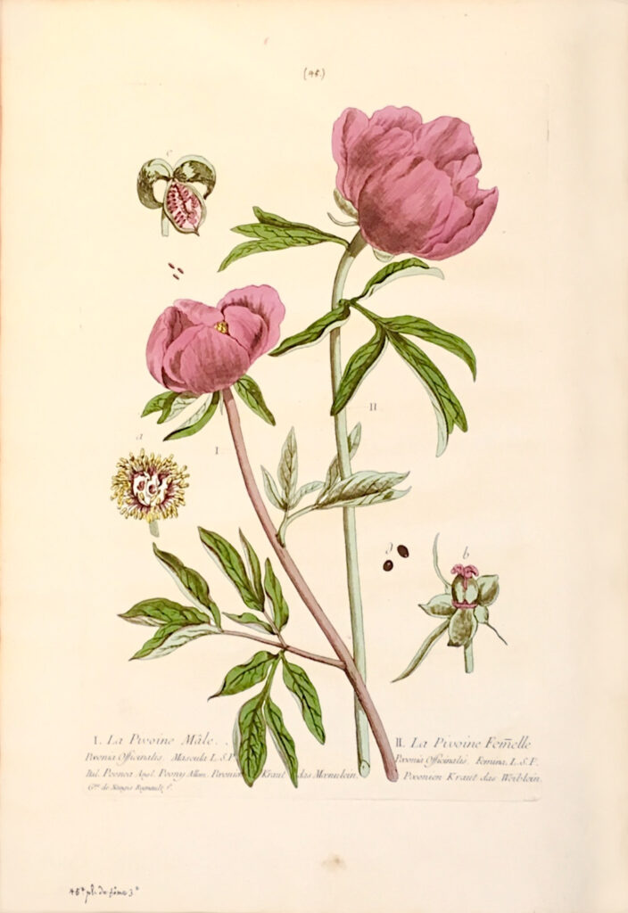 REGNAULT, Nicolas-François et Geneviève. : La Botanique mise a la...